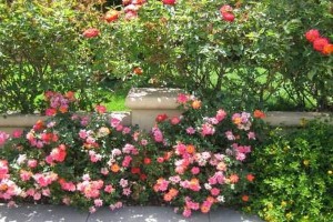 Patuljaste mini ruže, malene, a senzualne i mirišljave | CVEĆARSTVO